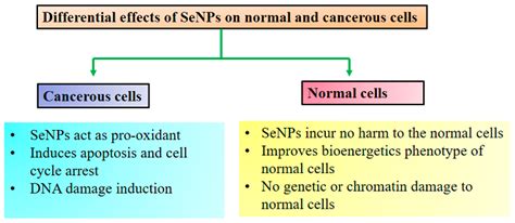 Biogenic Selenium Nanoparticles And Their Anticancer Effects Pertaining To Probiotic Bacteria—a
