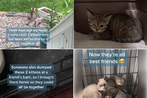 A Heartwarming Rescue Story Through Cat Distribution System