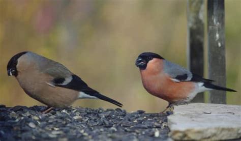Birds And Birding In Assynt Assynt Field Club