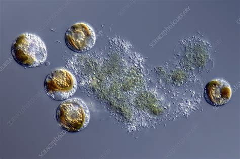 Coccolithophoride Algae Light Micrograph Stock Image C057 4899