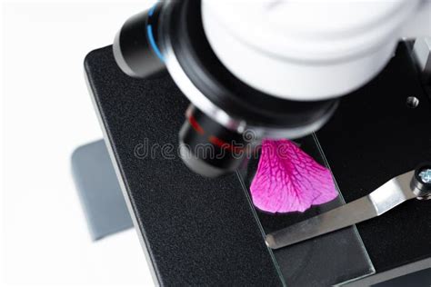 Pink Flower Leaf On A Glass Slide On A Microscope Stock Image Image