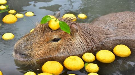 新晋可爱顶流：一起来认识下卡皮巴拉capybara吧~ 英语趣配音