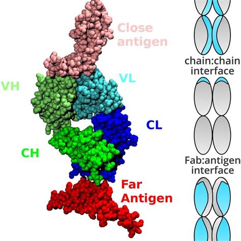 Structural Classification Of The Fab Proteins On The Left An Example
