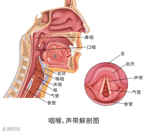 咽喉、声带解剖（标注版） 医学插画