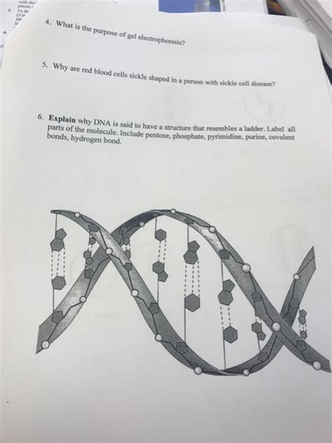 Solved What Is The Purpose Of Gel Electrophoresis Why Are