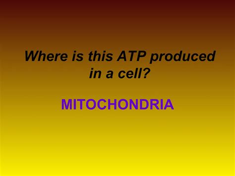 Cellular Respiration Ppt Ppt General Biology Ppt