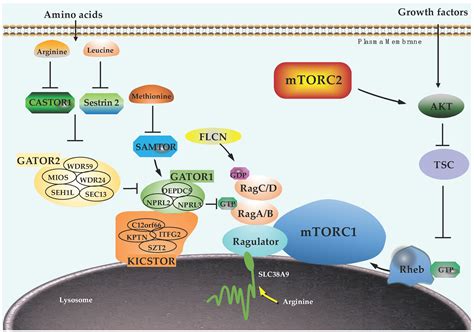 The Roles Of Post Translational Modifications On Mtor Signaling