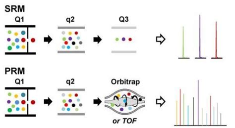 Représentation Schématique Des Modes Srm Et Prm Daprès Shi Et Al Download Scientific Diagram