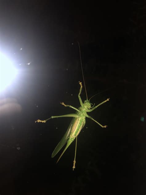 Looks As If He‘s Floating Through Space 🦗💫 Rinsects