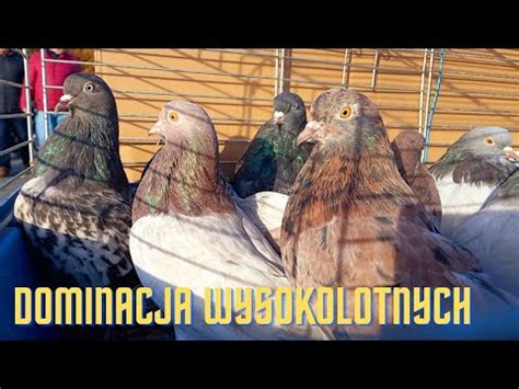 Giełda Zwierząt Lublin 02 09 2023 Gołębie Kanarki Papugi Króliki Kury