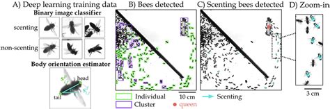 Bee Detection And Scenting Recognition A Training Data Examples For Download Scientific