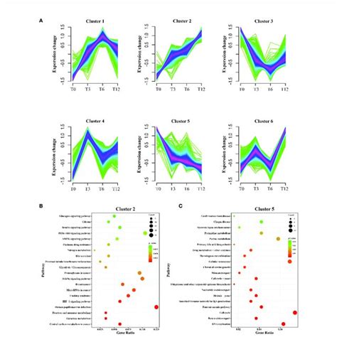 soft clustering profiles of degs after hypoxia a the dynamic