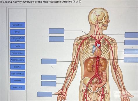 [answered] Rt Labeling Activity Overview Of The Major Systemic Arteries Kunduz