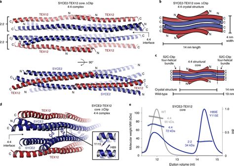 Crystal Structure Of The SYCE2 TEX12 Core 4 4 Complex A Crystal