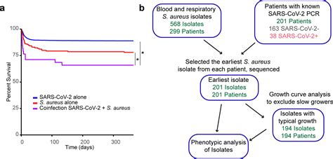 Sars Cov 2 Infection Predisposes Patients To Coinfection With Staphylococcus Aureus Mbio