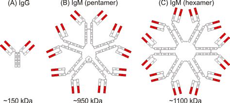 Structure Of A Igg B Pentameric Igm And C Hexameric Igm Download Scientific Diagram