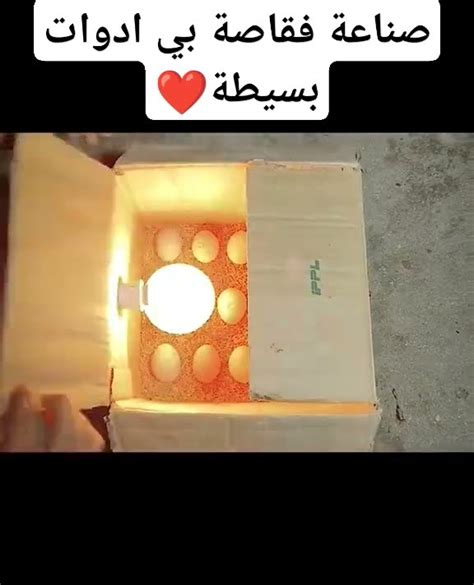 Chicken اكسبلور Backyardchickens البط Birds Rooster لايك