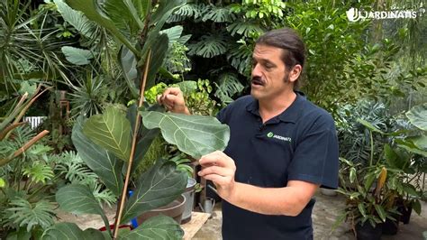 Ficus Lyrata Guía Completa De Cuidados Y Consejos Prácticos