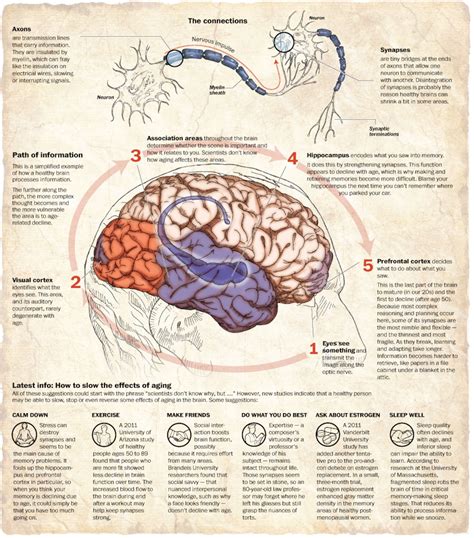 The Aging Brain The Washington Post