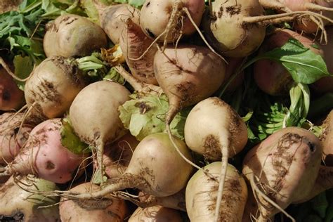 14 Types Of Brassica To Grow