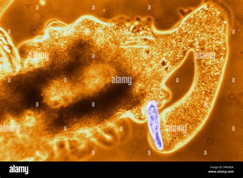 Phagocytosis Amoeba