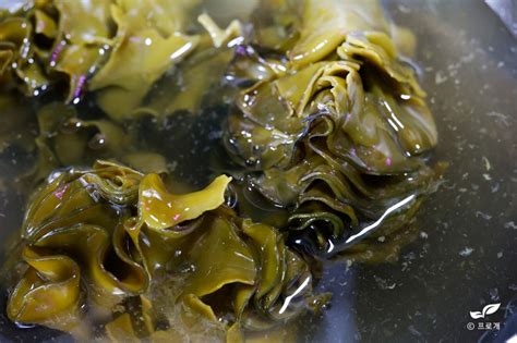 집에서 미역 키우기 네이버 블로그