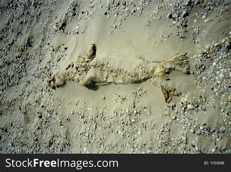 Seal Mummy Beach Free Stock Photos Stockfreeimages