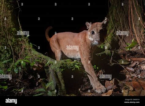 Do Pumas Live In The Amazon Rainforest At Jennifer Vidal Blog