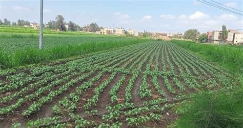 زراعة كفر الشيخ ندوات إرشادية ومدارس حقلية للنهوض بزراعات القطن والذرة