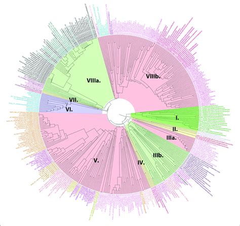 The Upgma Dendrogram Constructed With Ssr Data Of Eahb Accessions Download Scientific Diagram