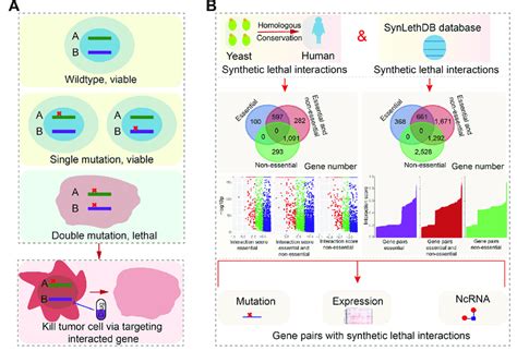 synthetic lethal interaction and drug usage and analysis framework in