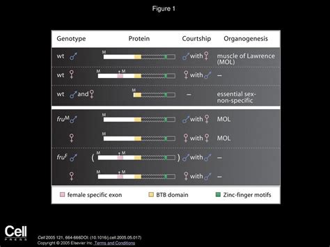 Sex And The Single Splice Ppt Download