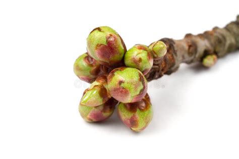 Swollen Spring Buds On A Tree Branch 库存图片 图片 包括有 开花 绿色 274619269