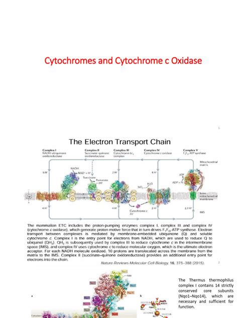 Cytochromes And Cytochrome C Oxidase Pdf