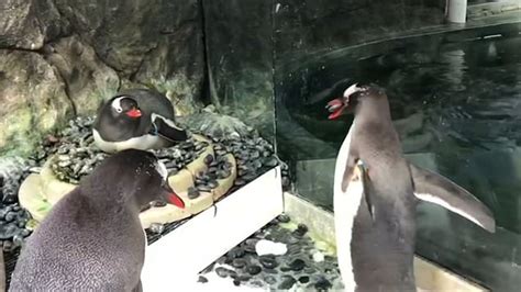Watch Australian Penguins In Same Sex Relationship Raise Egg Metro Video