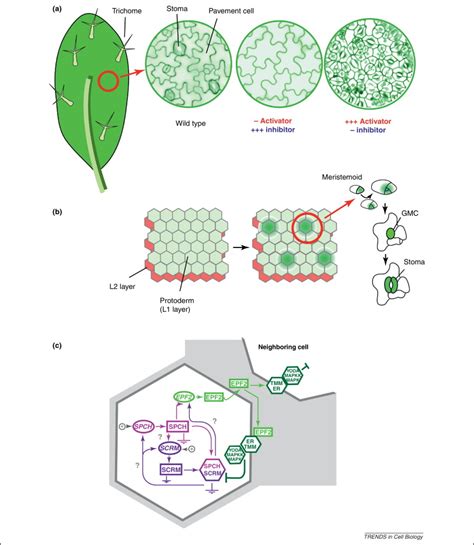 Two Dimensional Spatial Patterning In Developmental Systems Trends In