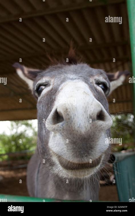 Funny Donkey Face