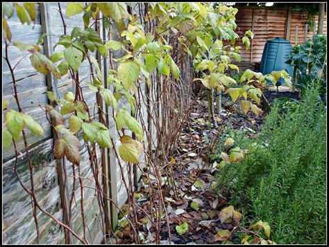 Marks Veg Plot Pruning Autumn Fruiting Raspberries