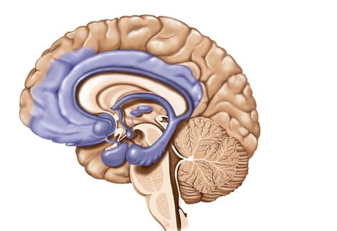 The Limbic System Diagram Quizlet