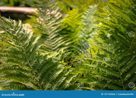 Matteuccia Struthiopteris Common Names Ostrich Fern Fiddlehead Fern