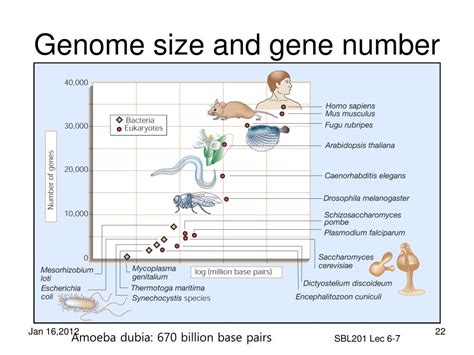 ppt genomes and genomics powerpoint presentation free download id