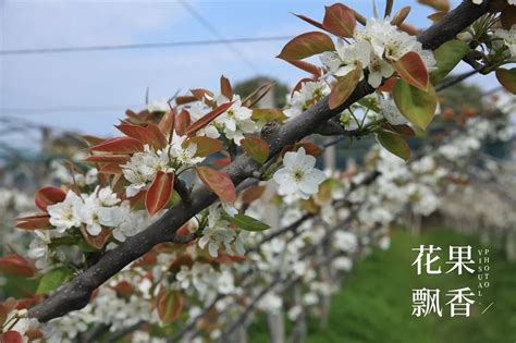 梨树花芽图片 苹果树花芽图片 苹果花芽与叶芽图片 第15页 大山谷图库