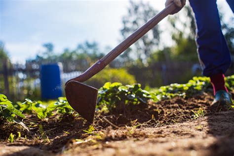 수공구로 정원에서 땅을 경작하는 농부 토양 풀림 원예 개념 농장에서의 농업 작업 가루로 빻은에 대한 스톡 사진 및 기타 이미지 가루로 빻은 갈색 개념 Istock