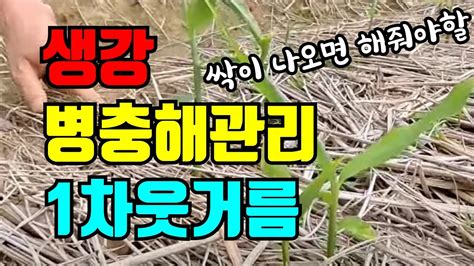 밭에서 풀뽑으면 좋은점 생강웃거름주는시기 추비는언제주나요 Youtube