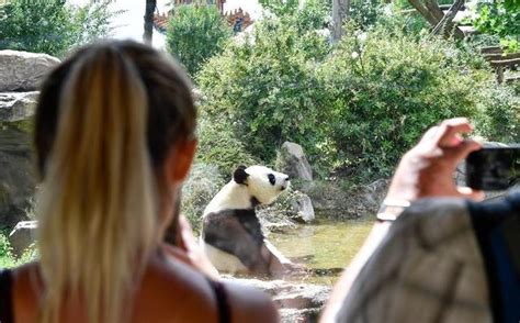 法國動物園的大熊貓產下雙胞胎幼崽，其中一隻死亡 每日頭條