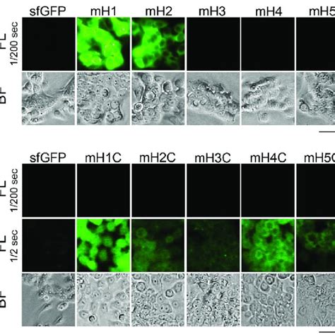 A Bright Field Bf And Fluorescence Fl Micrographs Of Yeast Cells Download Scientific