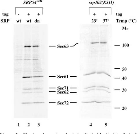 Secretory Pathway Semantic Scholar