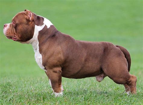 Pocket Pitbull Dog Breed Information And Interesting Facts Pets Nurturing