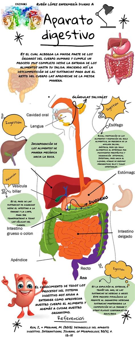 Sistema Digestivo En 2023 Sistemas Del Cuerpo Humano Esquema Del