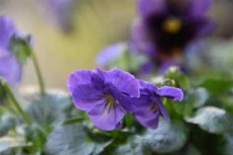 庭で咲く花たち 霧島の色々のビオラの花がきれいです 23 シューテの世界